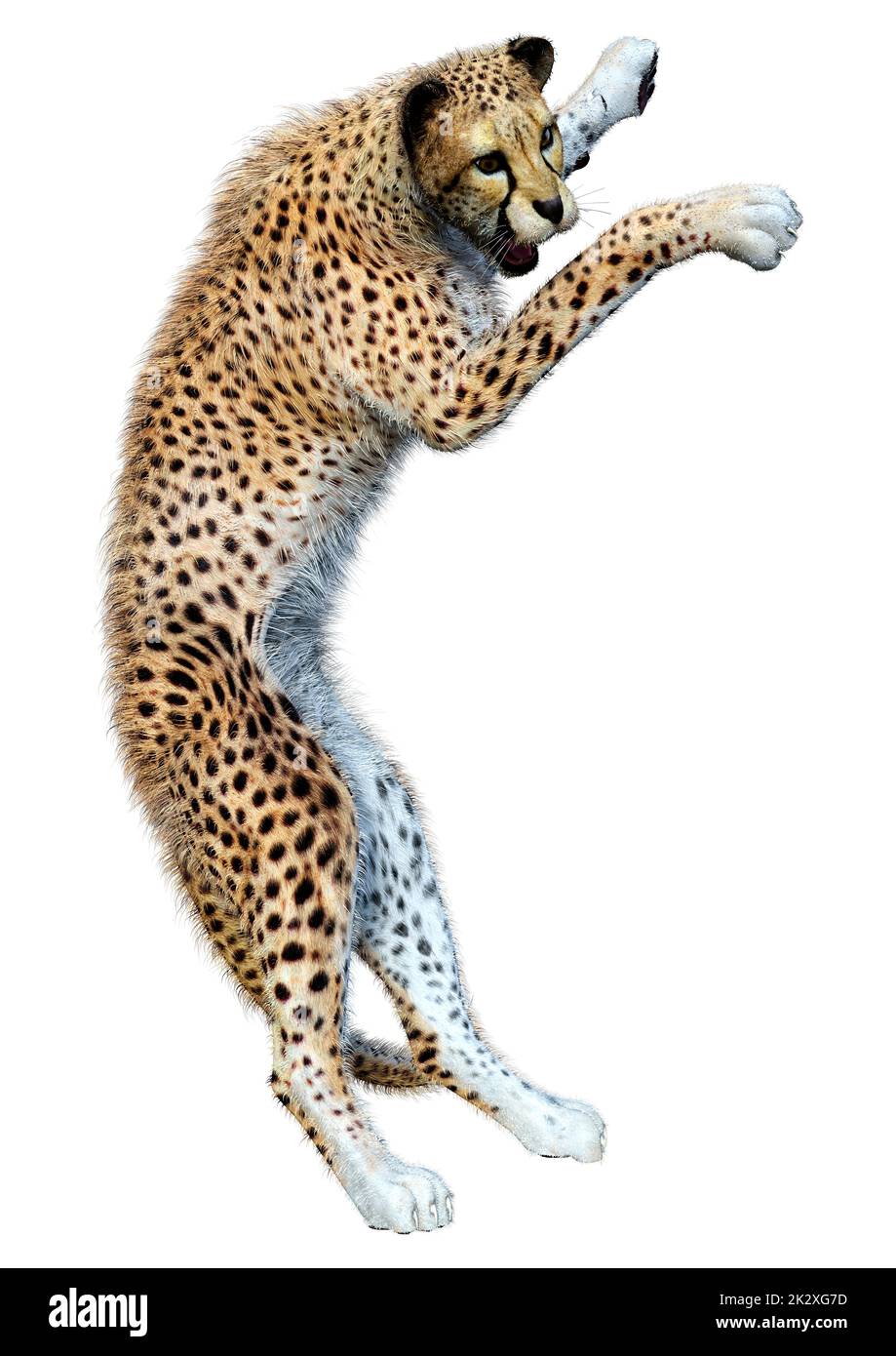 African big cat Cut Out Stock Images & Pictures - Alamy