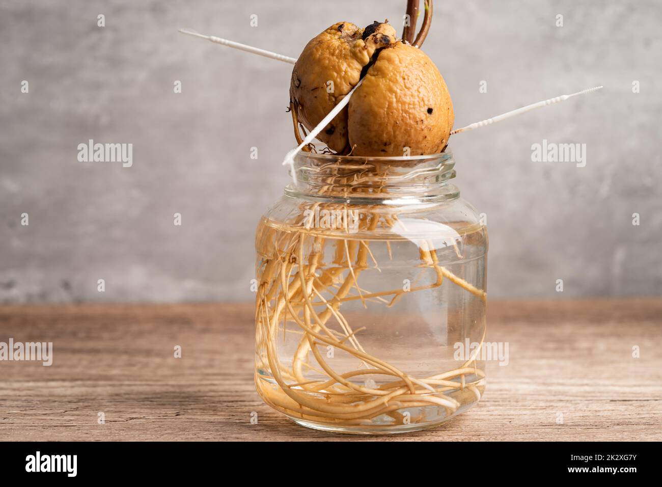 Avocado sprout plant from the seed grow with root in water glass Stock ...