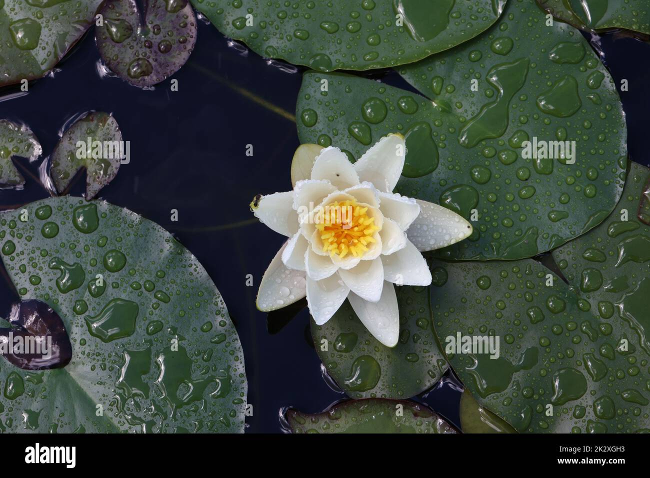 A top view of a white water lily flowers over the water with large ...