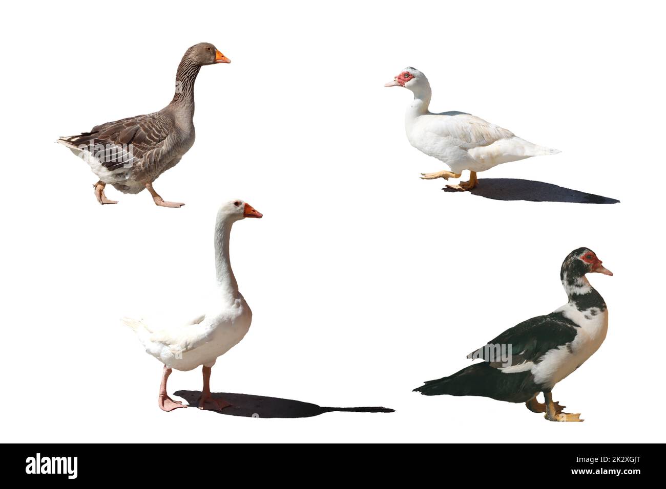 A view of various breeds of farm geese in white background Stock Photo ...