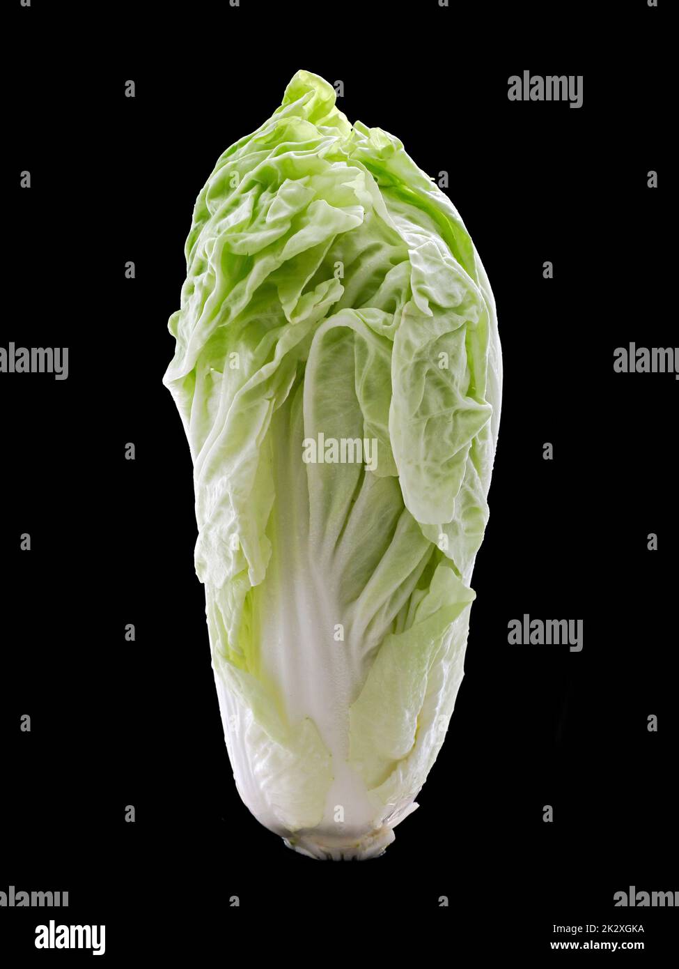 A closeup of a Nappa cabbage on a black background Stock Photo - Alamy