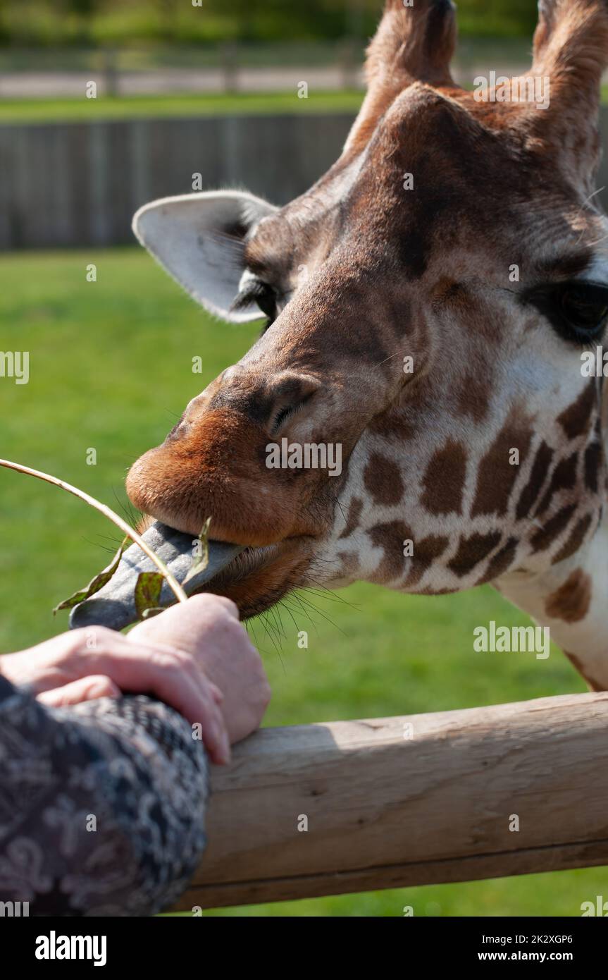 A closeup of a giraffe in the wild eating from a tree branch Stock ...