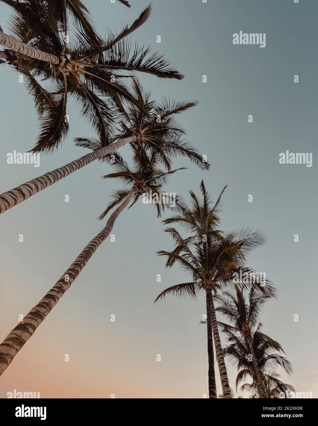 A low-angle shot of a row of palm trees under a gradient sky during ...