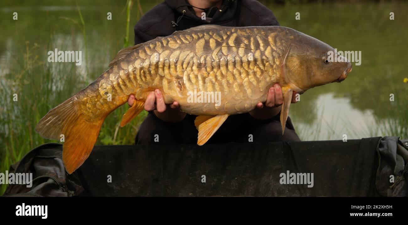 Sclaled hi-res stock photography and images - Alamy