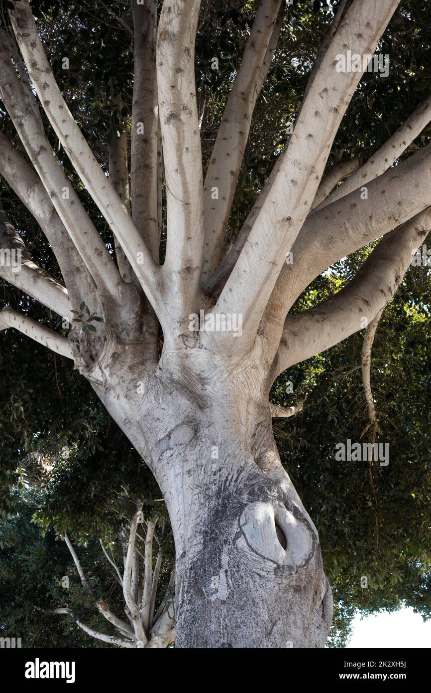 Detail of the trunk and tree top of an old and huge ficus tree, growing ...