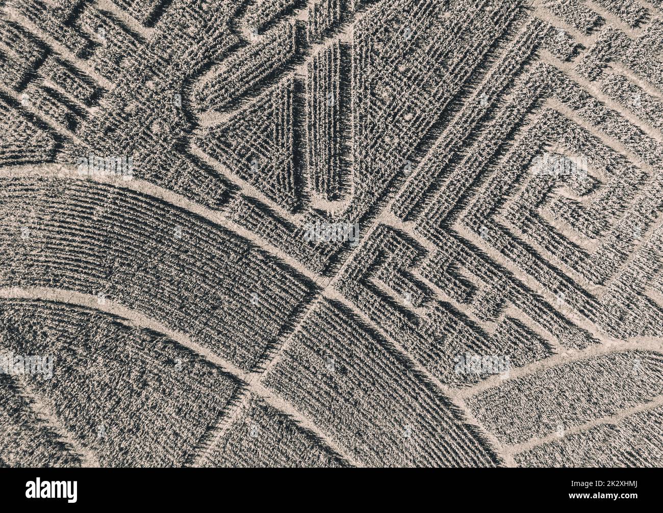 Maze formed in the corn field. Bird's-eye view. View from the drone ...