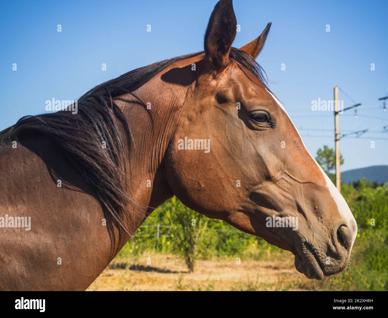 Mane of the horse hi-res stock photography and images - Alamy