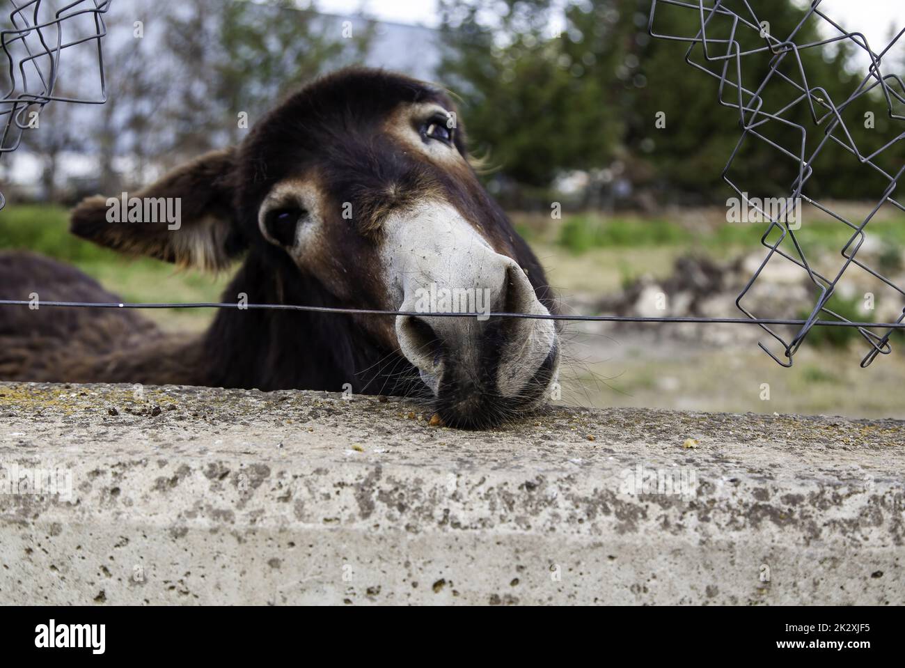 Funny field donkey Stock Photo - Alamy