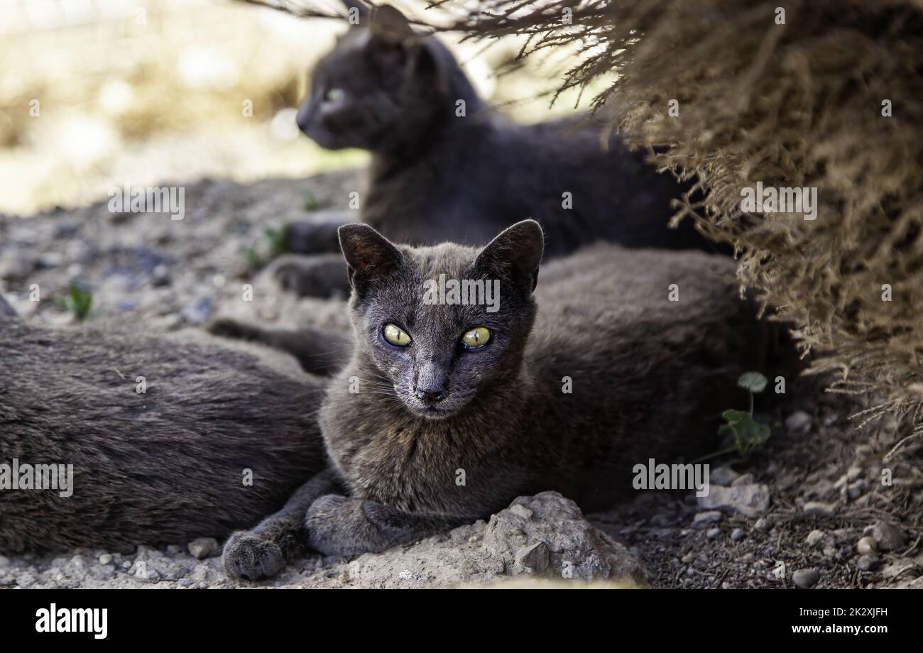 Street abandoned cats Stock Photo - Alamy