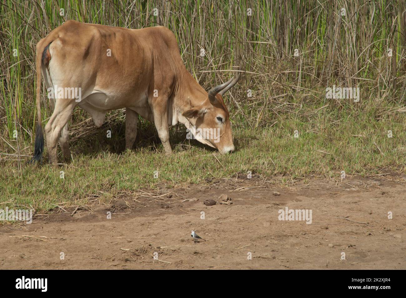 White zebu cows hi-res stock photography and images - Alamy