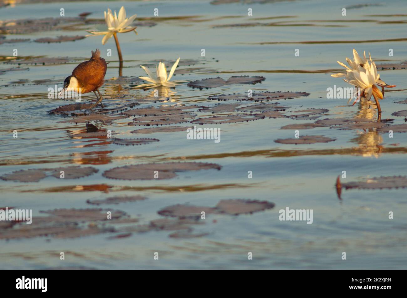 Egyptian lotus flower hi-res stock photography and images - Alamy