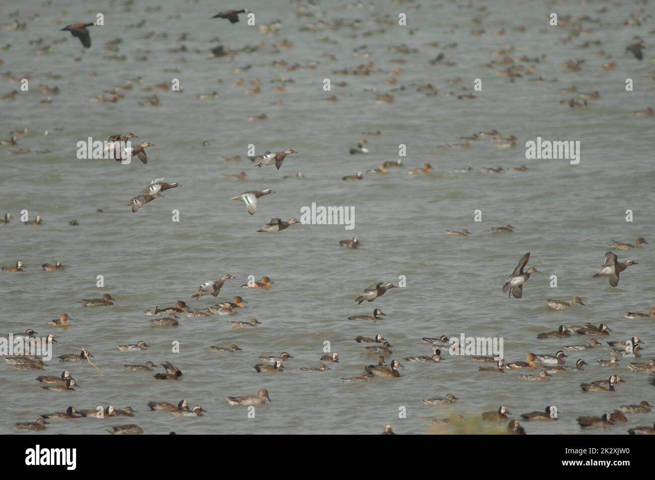 Flock of garganey Spatula querquedula in flight Stock Photo - Alamy