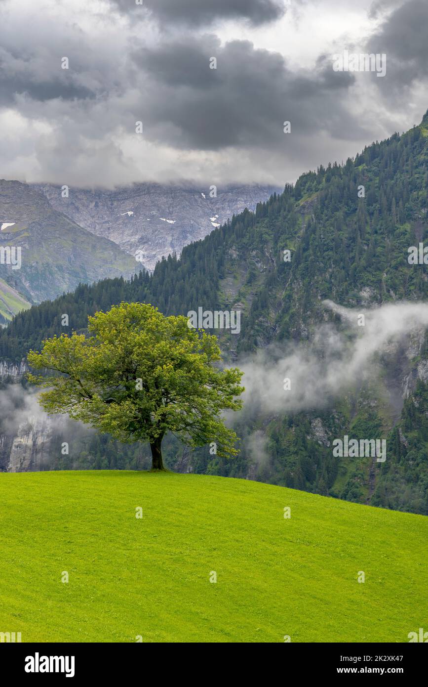 Lonely trees in countryside, Swiss Alps nearby UnterschÃ¤chen Stock ...