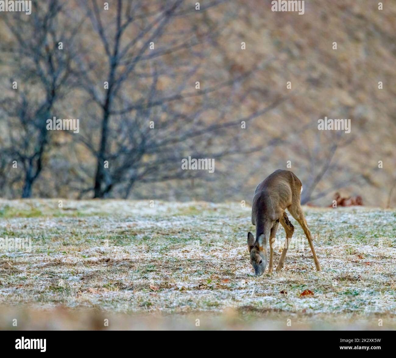 Young roe deer in a frosty morning in mountains of northern Slovenia ...