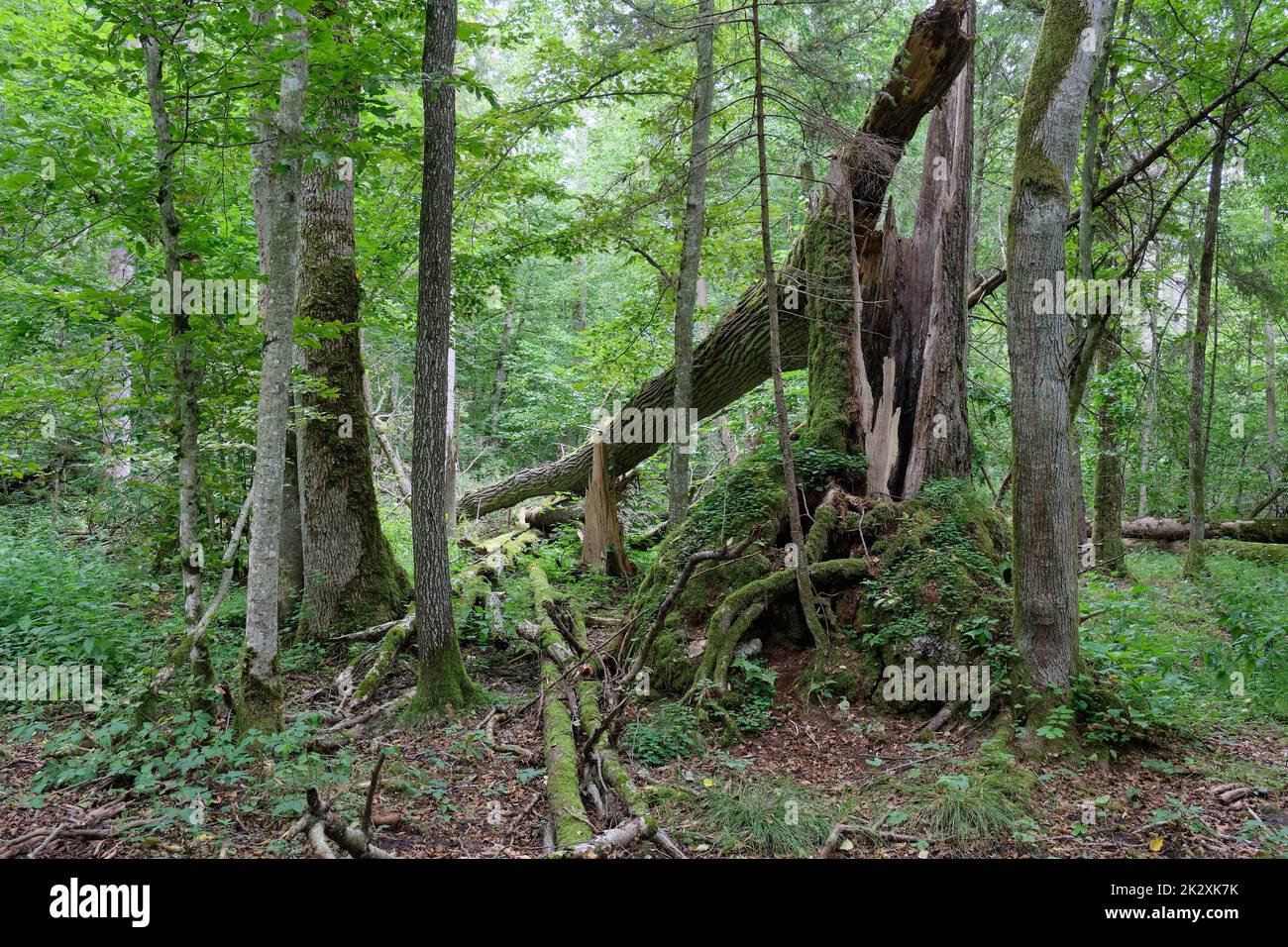 Broken old ash tree and old english oaks Stock Photo - Alamy