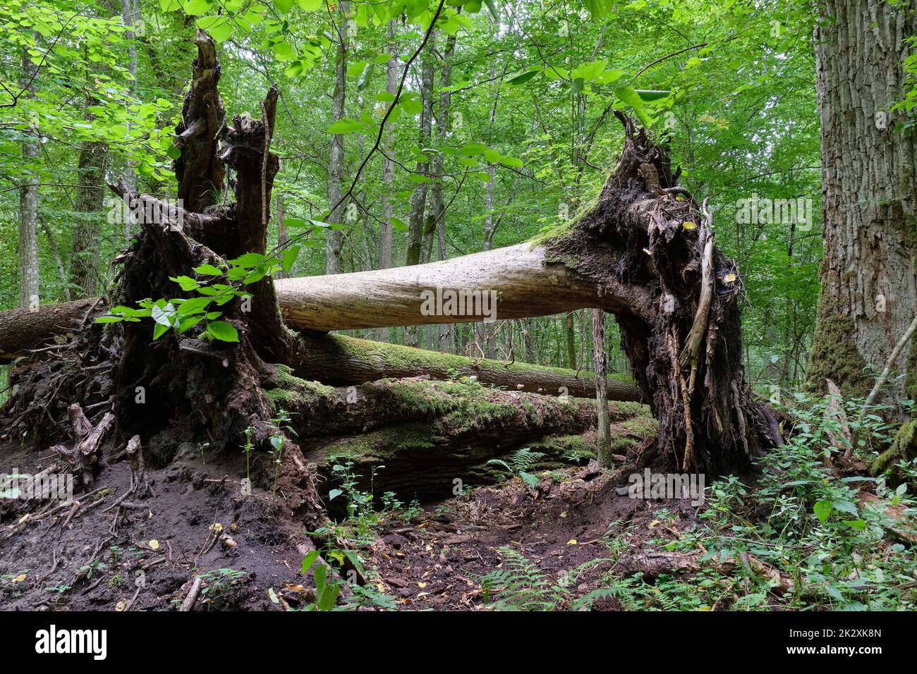 Broken old spruce tree with roots outside Stock Photo - Alamy