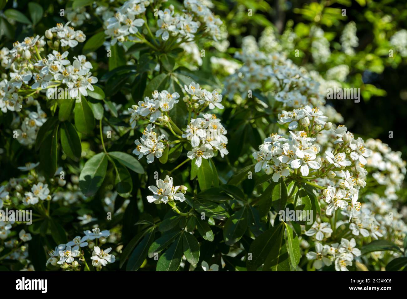 Mexican orange blossom in spring Stock Photo - Alamy