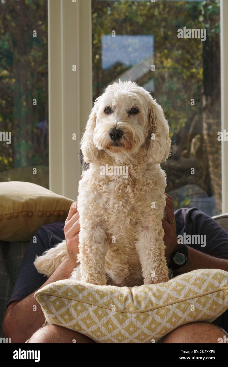 Cockapoo Adult