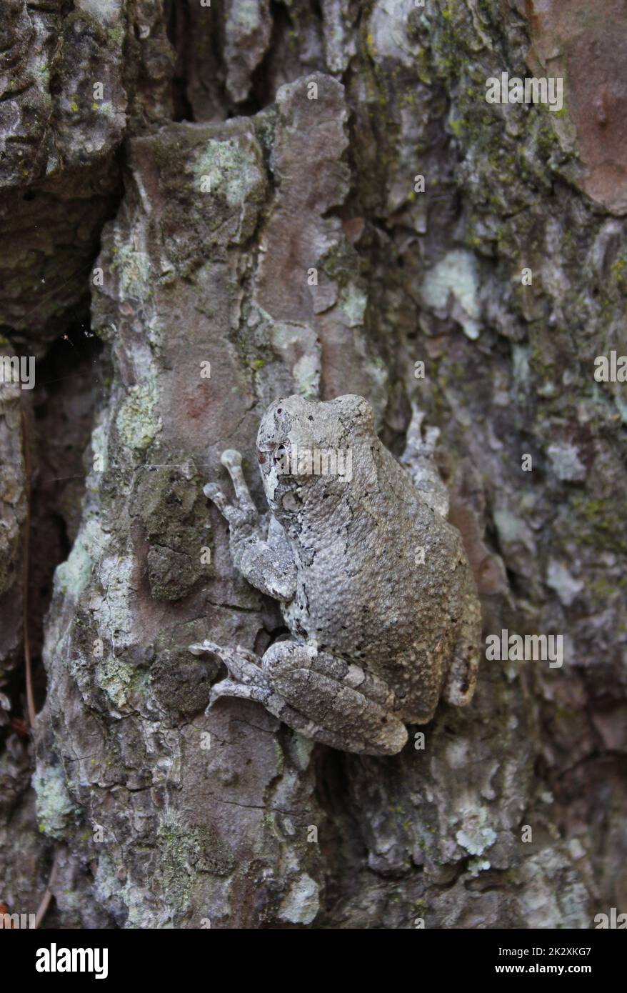Gray Tree Frog Hyla chrysoscelis on pine tree in Eastern Texas Stock ...