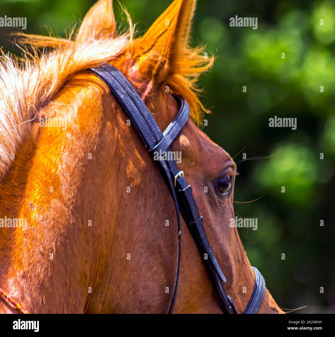 Portrait of nice arabian red mare Stock Photo - Alamy
