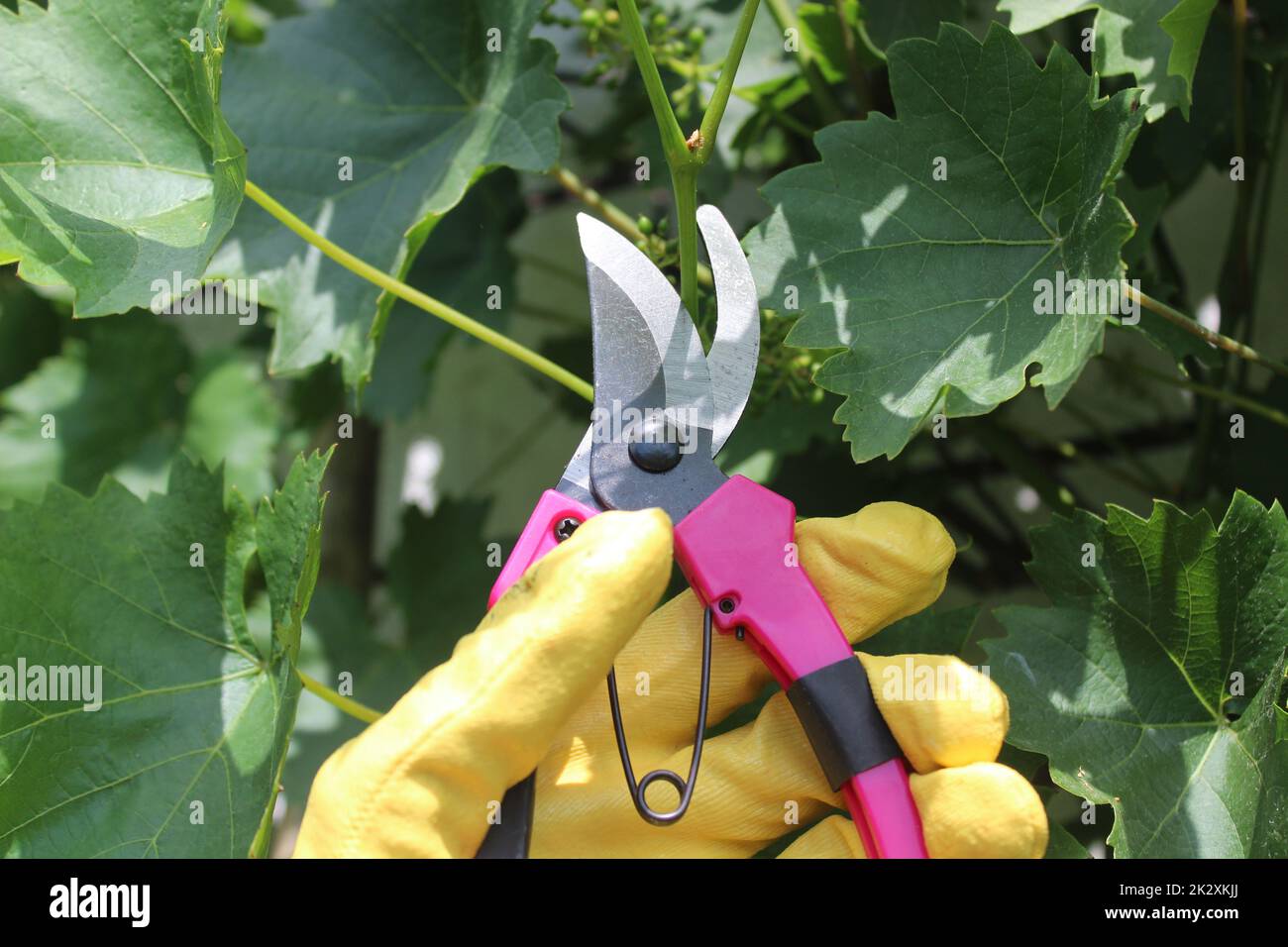 cut grapes in the garden Stock Photo - Alamy