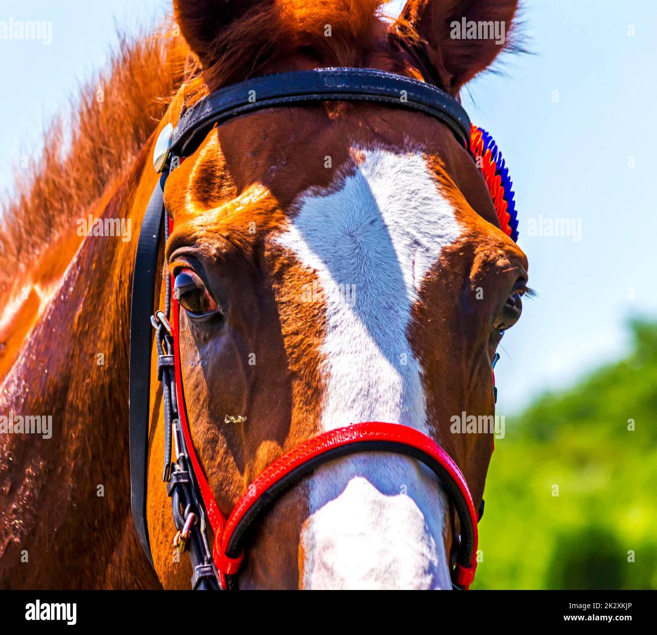Portrait of a red stallion Stock Photo - Alamy