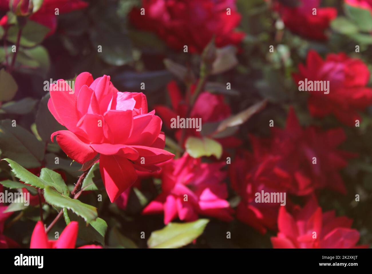 Pink Roses Close up Outdoors at Wedding Stock Photo - Alamy