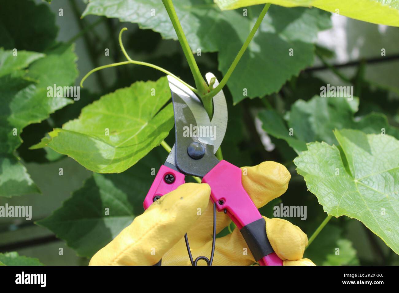 cut grapes in the garden Stock Photo - Alamy