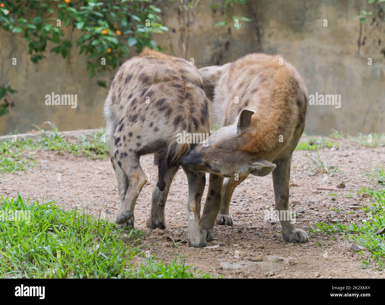 spotted hyena at zoo Stock Photo - Alamy