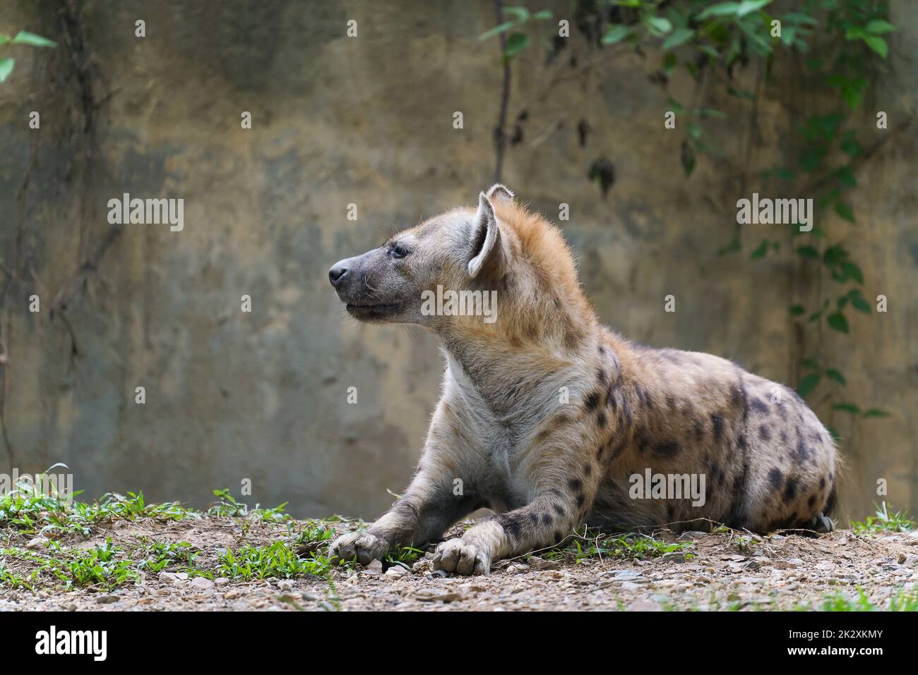 spotted hyena at zoo Stock Photo - Alamy
