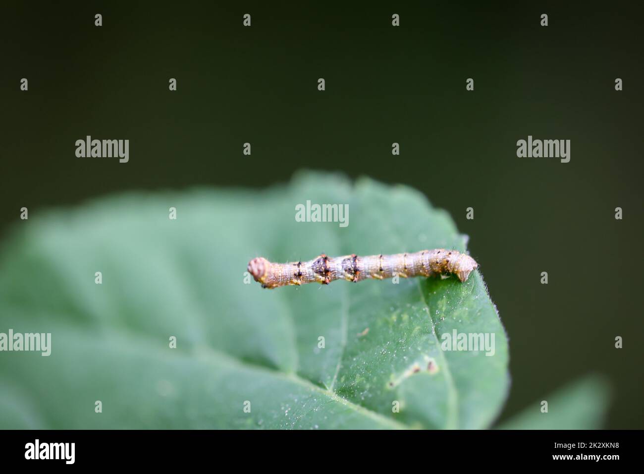 The caterpillar of a moth, frost moth Stock Photo - Alamy