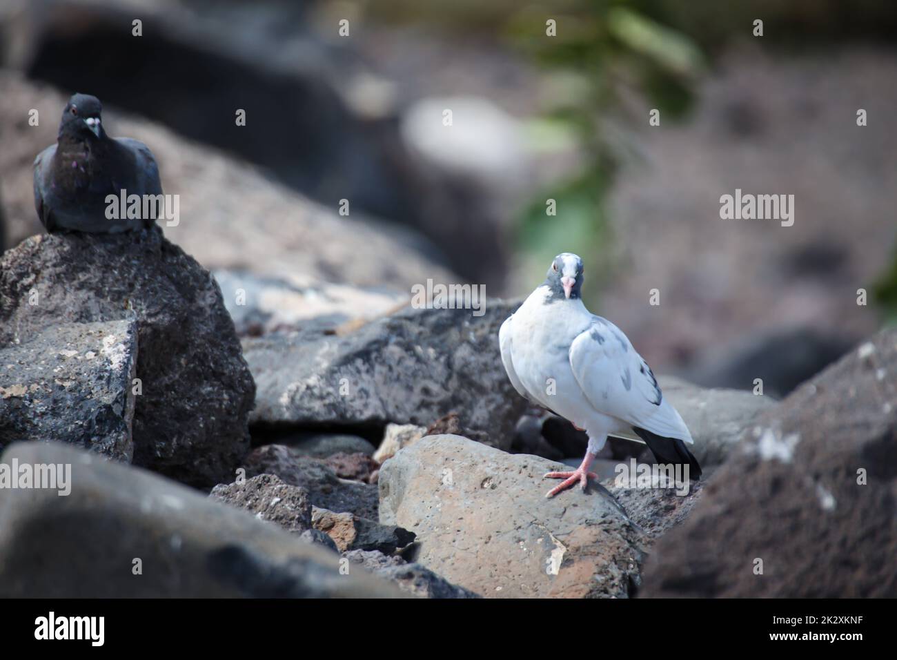 Sense of direction hi-res stock photography and images - Alamy