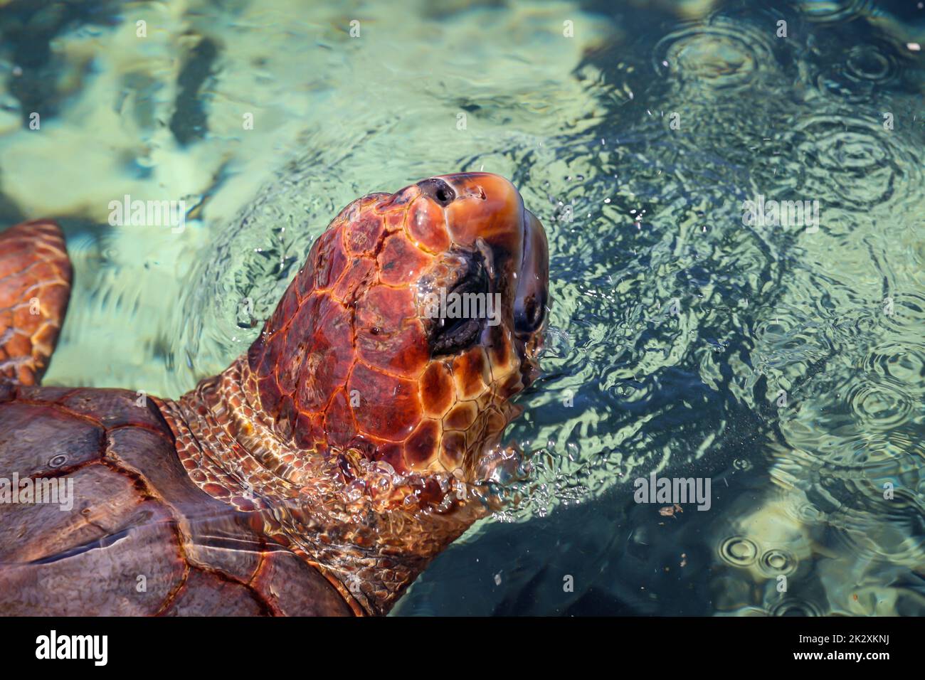 A sea turtle sticks its head out of the water to breathe Stock Photo ...