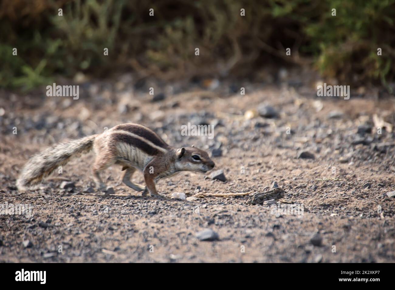 Shoebug hi-res stock photography and images - Alamy