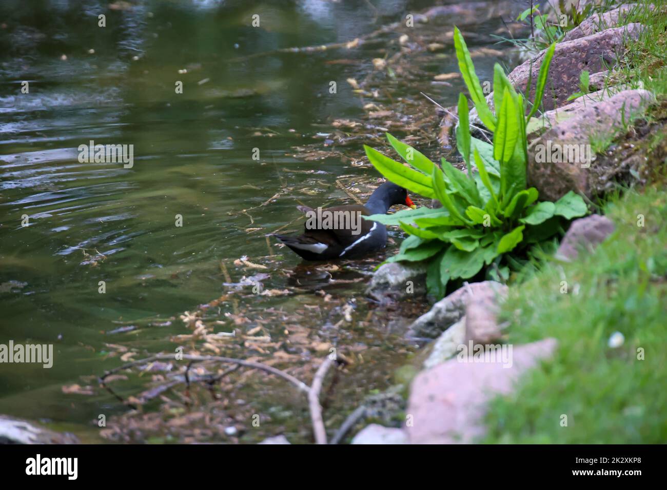 A pond rail, a moorhen at the edge of a water body Stock Photo - Alamy