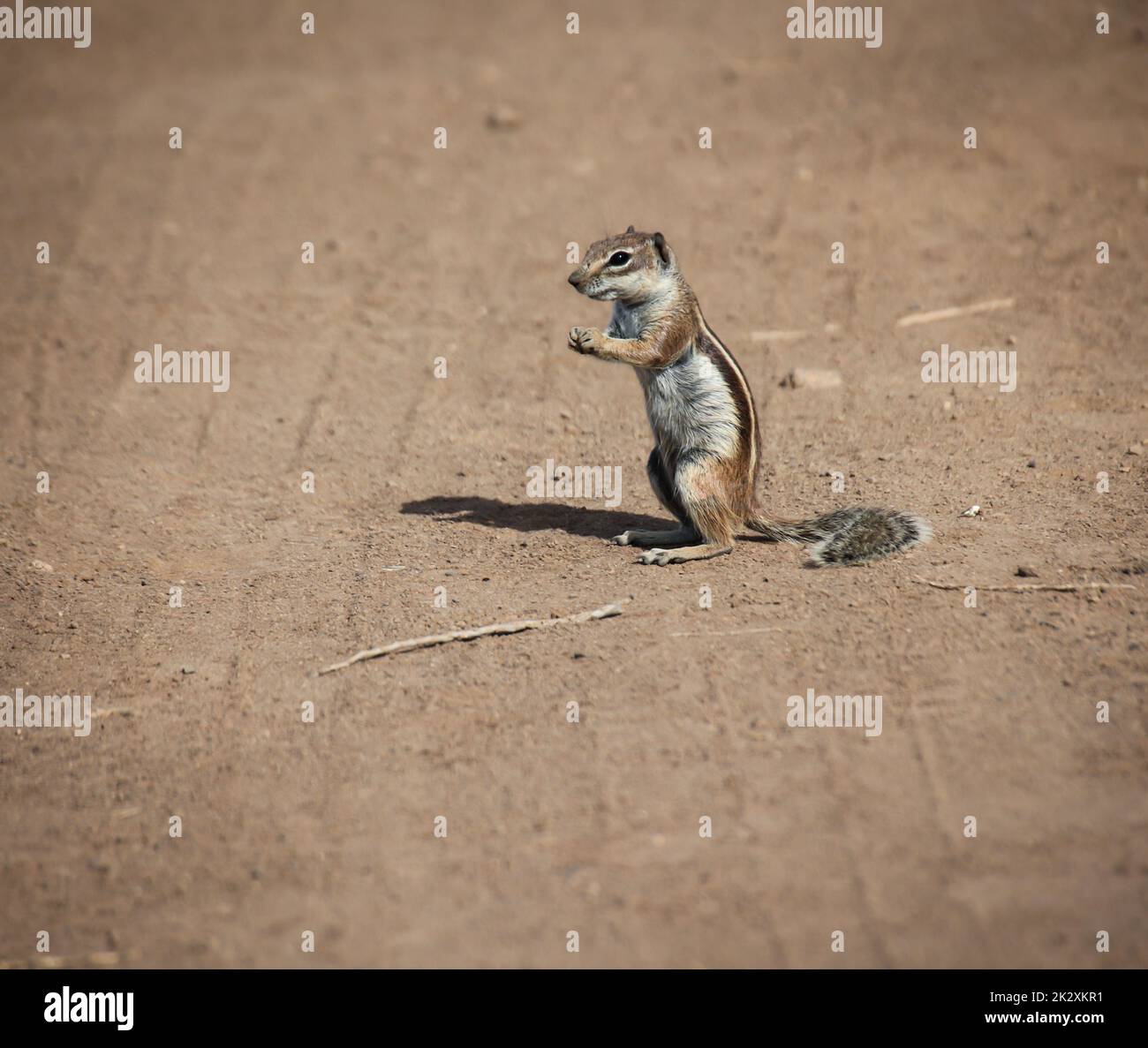 An Atlas squirrel or African ground squirrel in its habitat Stock Photo ...