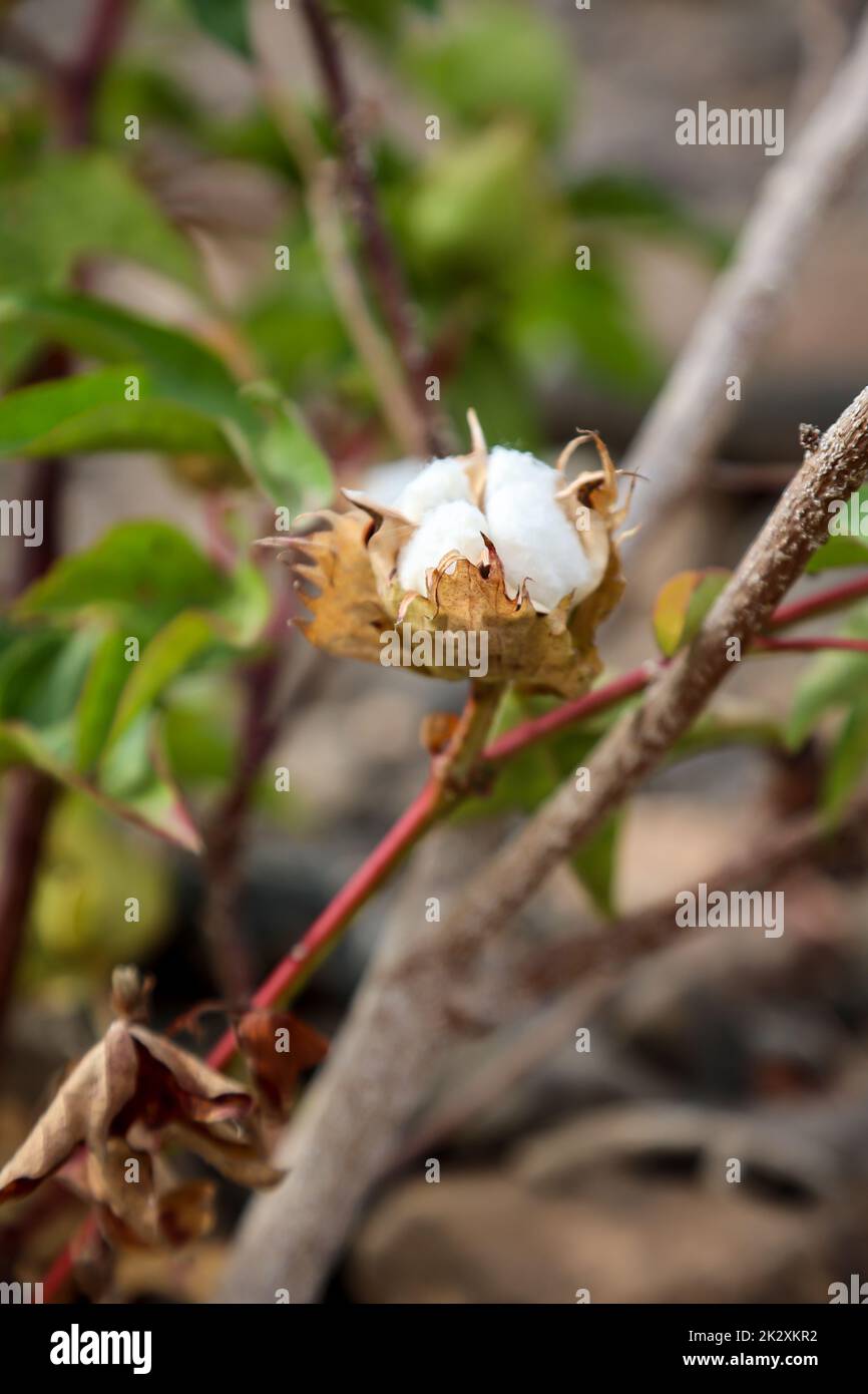 On one plant still hang the cotton. Cotton belongs to the mallow family ...