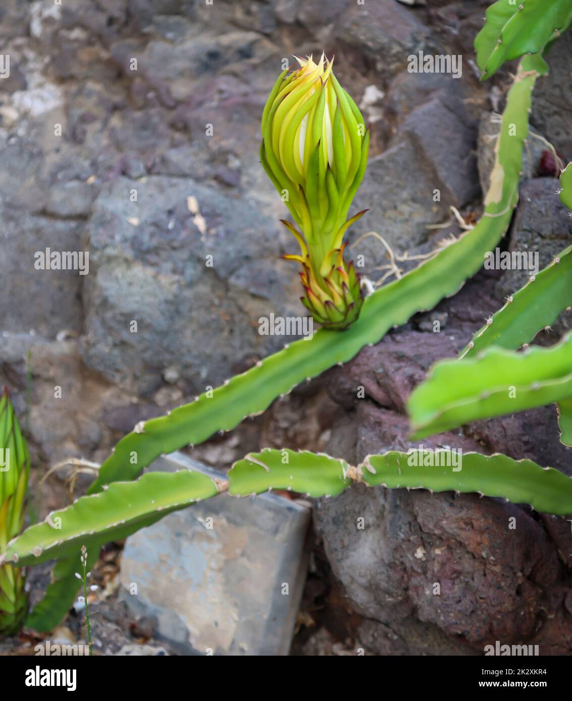 The flower, bud of the dragon fruit, cactus of the dragon fruit Stock ...