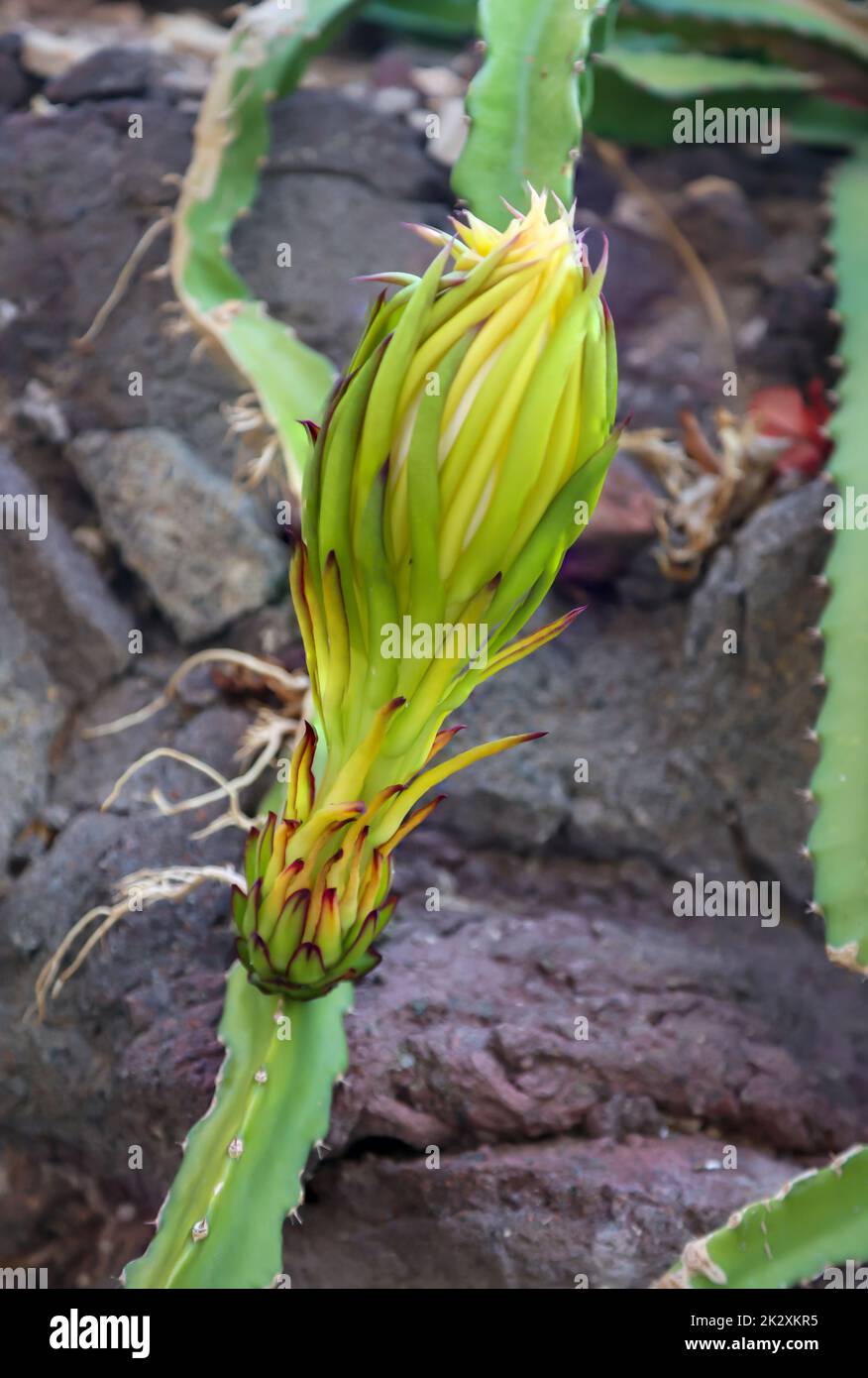The flower, bud of the dragon fruit, cactus of the dragon fruit Stock ...
