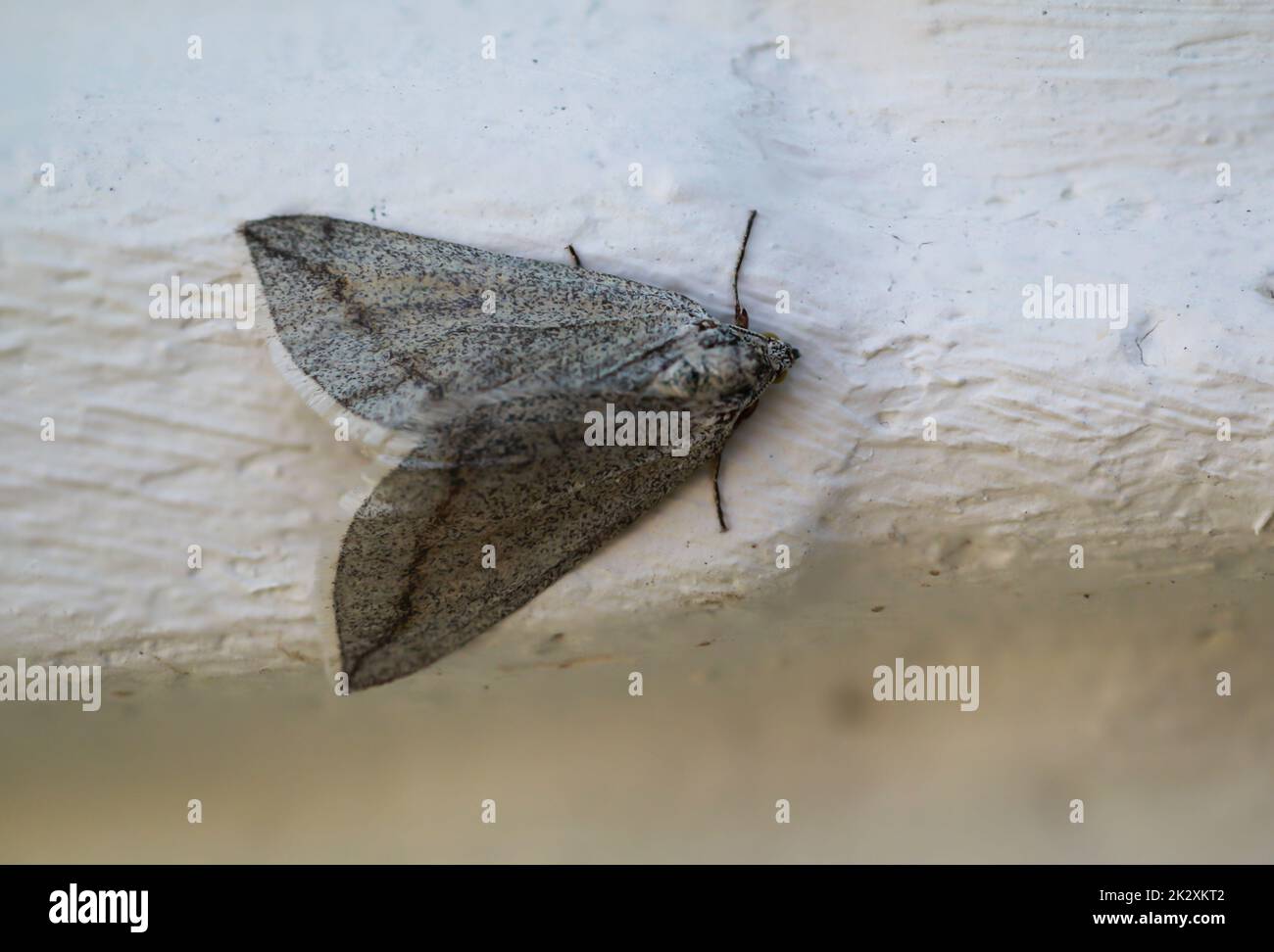A sickle-winged spider on a white wall Stock Photo - Alamy