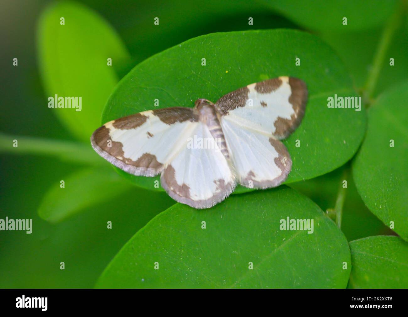 Lomaspilis marginata - bird peeper on a leaf Stock Photo - Alamy