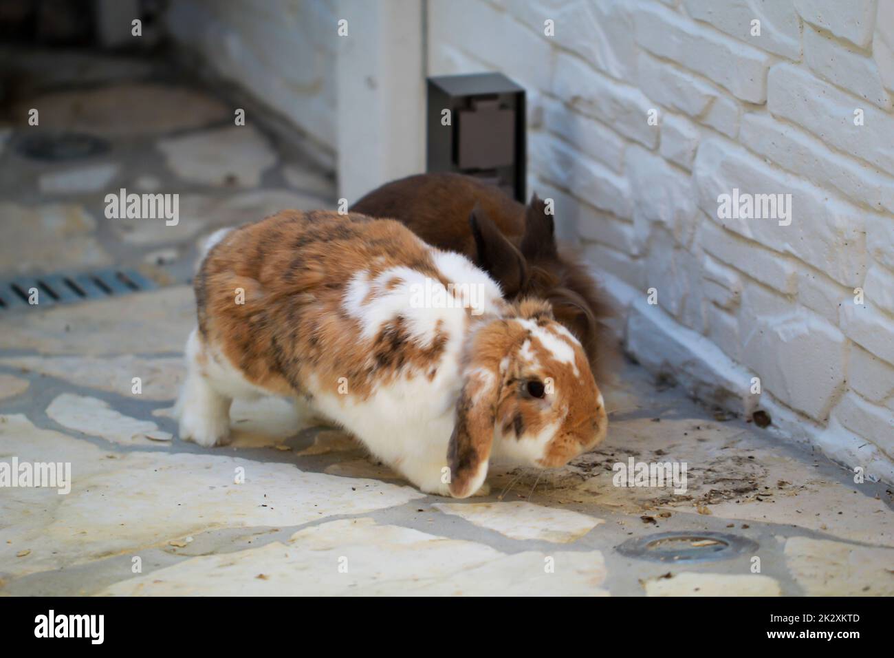 A portrait, close-up of a dwarf rabbit Stock Photo - Alamy