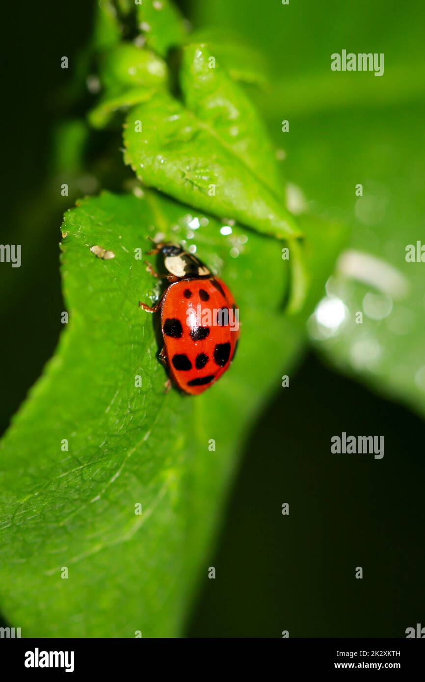 Woman ladybug hi-res stock photography and images - Alamy