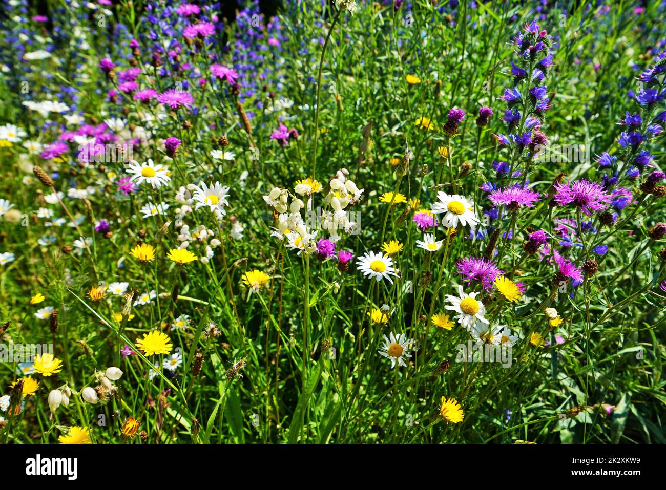 Meadow flower bouquet hi-res stock photography and images - Alamy
