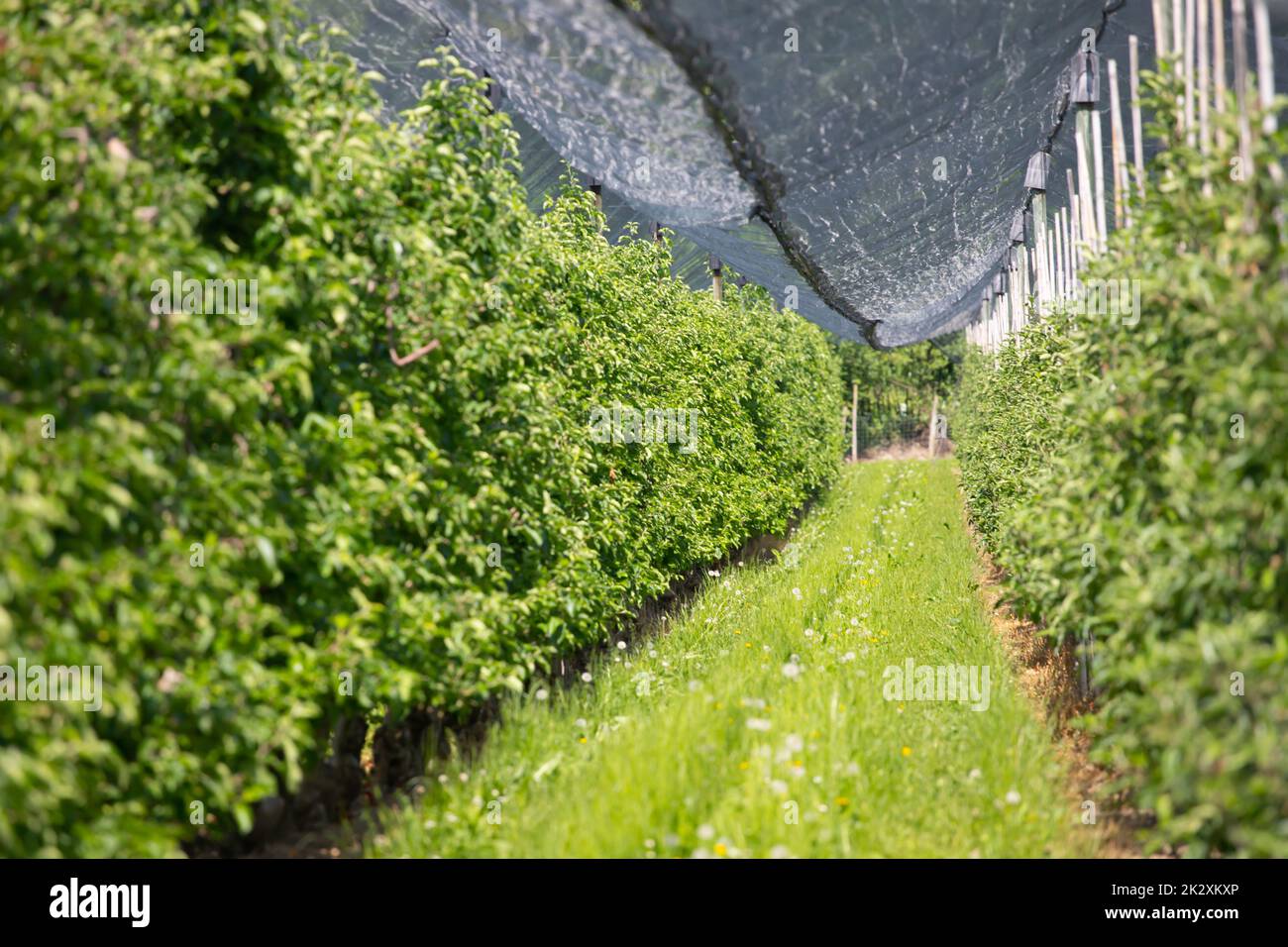 Orchard with anti hail net Stock Photo - Alamy
