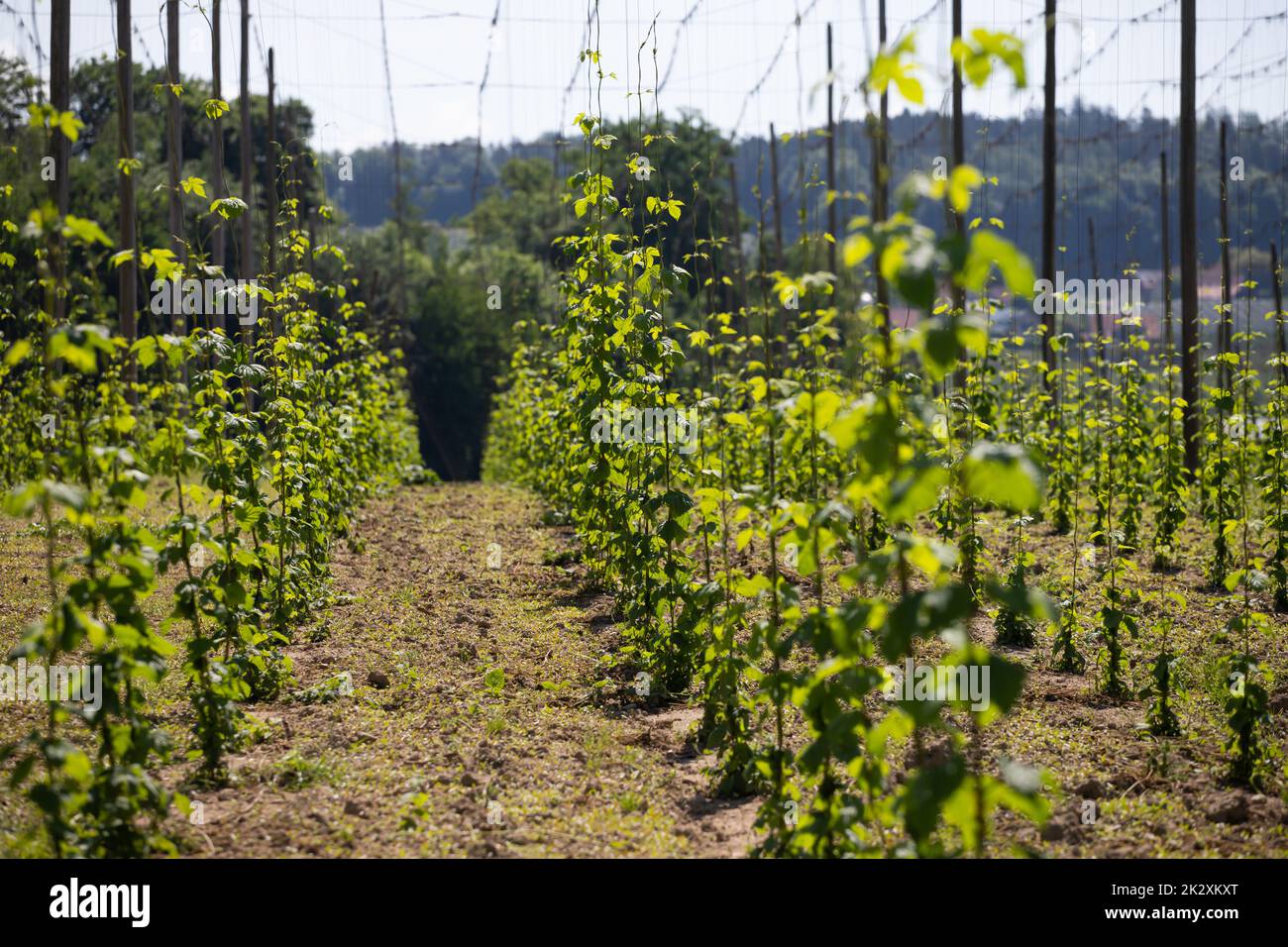 Vineyards with grapevine for wine production near Bodensee Stock Photo ...