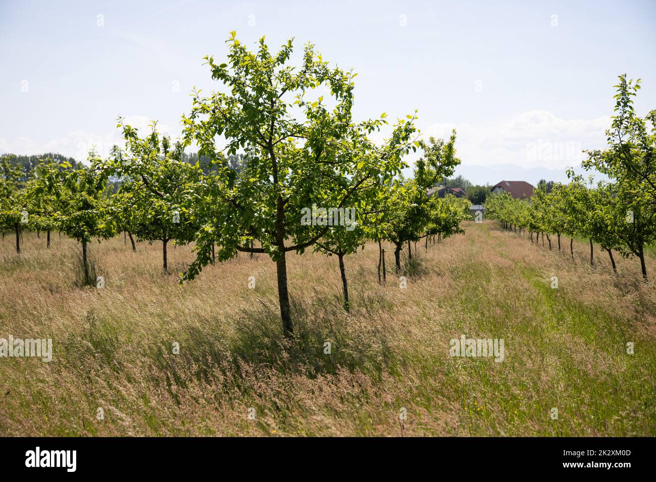 Apple orchard spring hi-res stock photography and images - Alamy