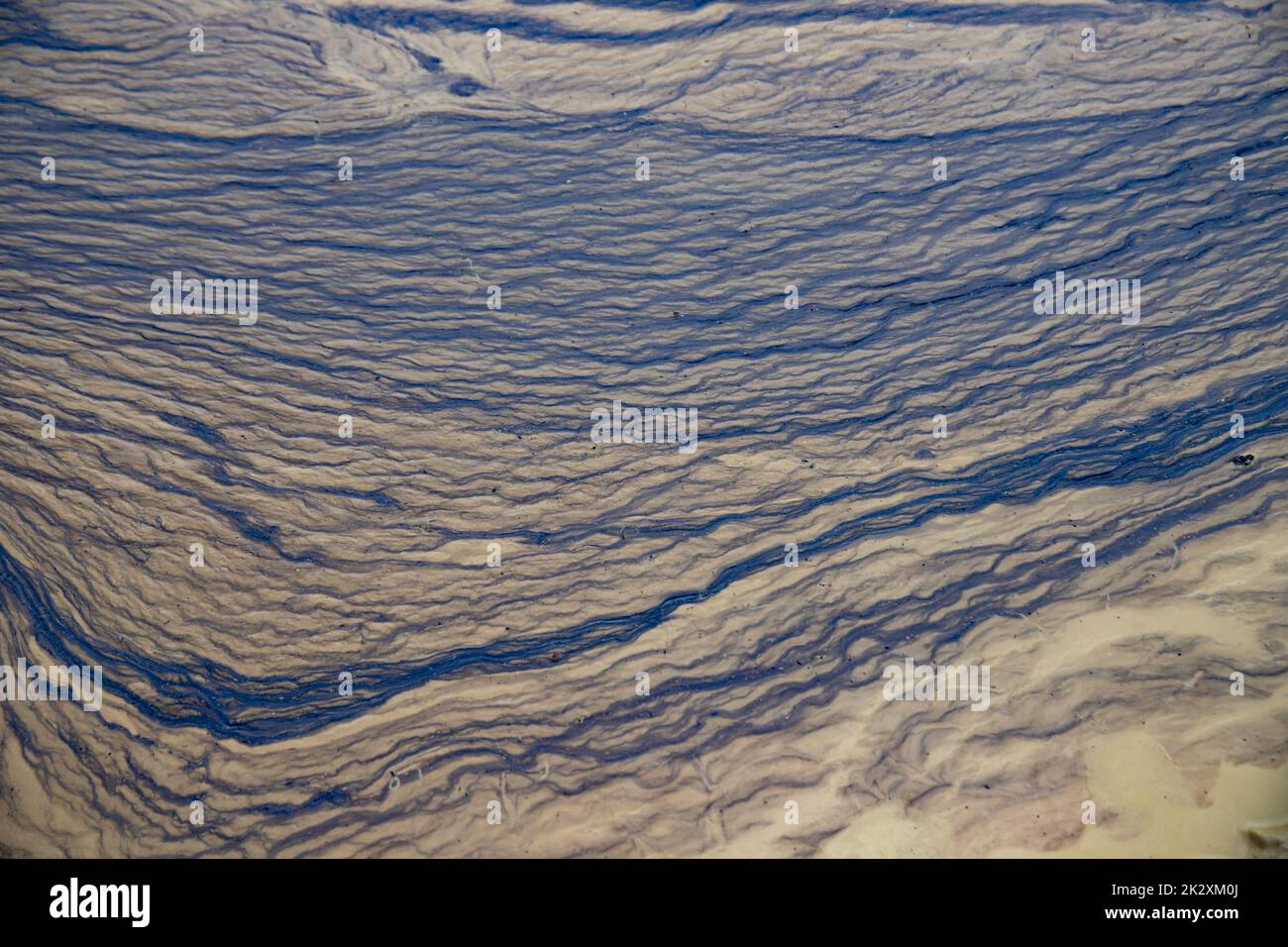 Pollen on water hi-res stock photography and images - Alamy