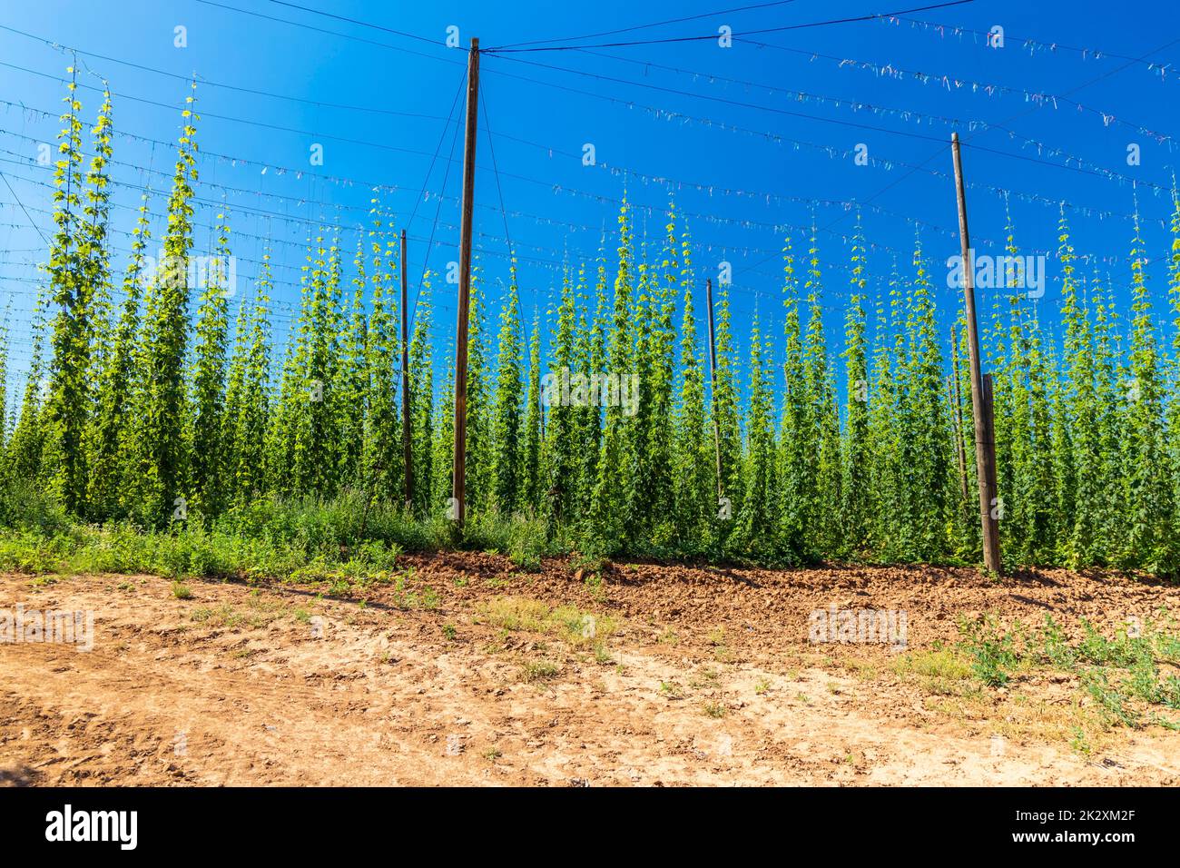 Hop field hi-res stock photography and images - Alamy