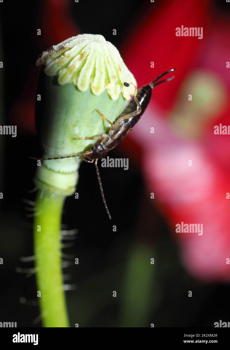 Flying earwig hi-res stock photography and images - Alamy